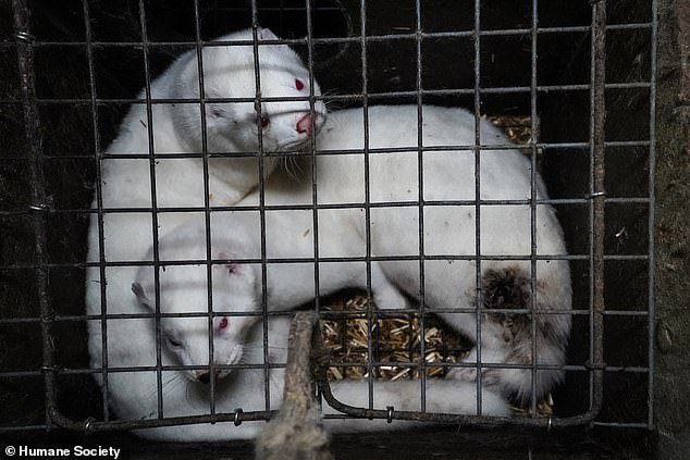 Animals covered in gaping wounds lie in filthy cages in shocking ...
