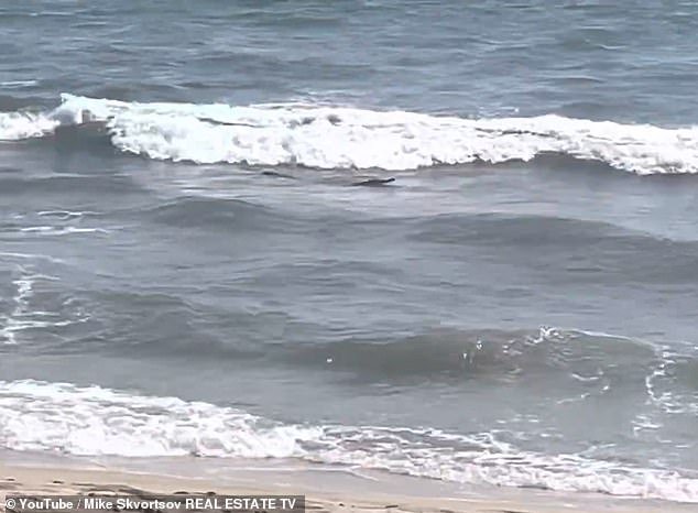 Giant 15ft crocodile stalks frightened Britons in Mexico - Smartblogideas