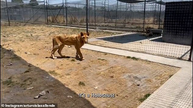 Horrifying footage shows emaciated lions at Mexican zoo with big cats ...