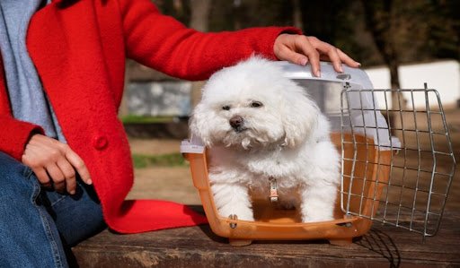 Training Your Cavoodlе Puppy: A Guidе For First-Timе Ownеrs