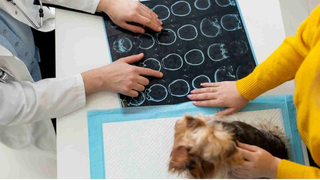 How New Imaging Techniques Are Transforming Pet Healthcare